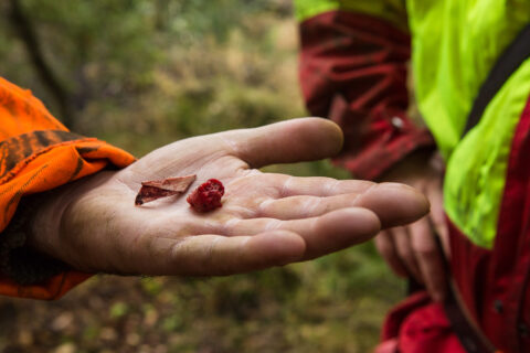 Nachsuchenprofis | Ihre Profis für Nachsuchen